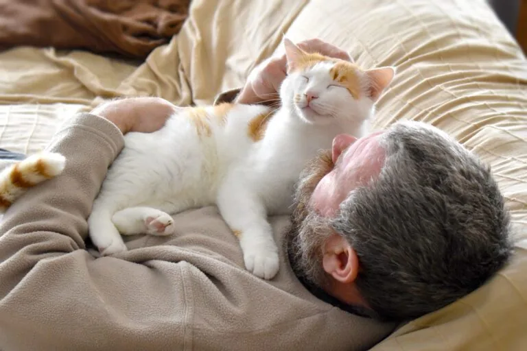 Why Does My Cat Lay On My Chest? - Main Street Veterinary Center
