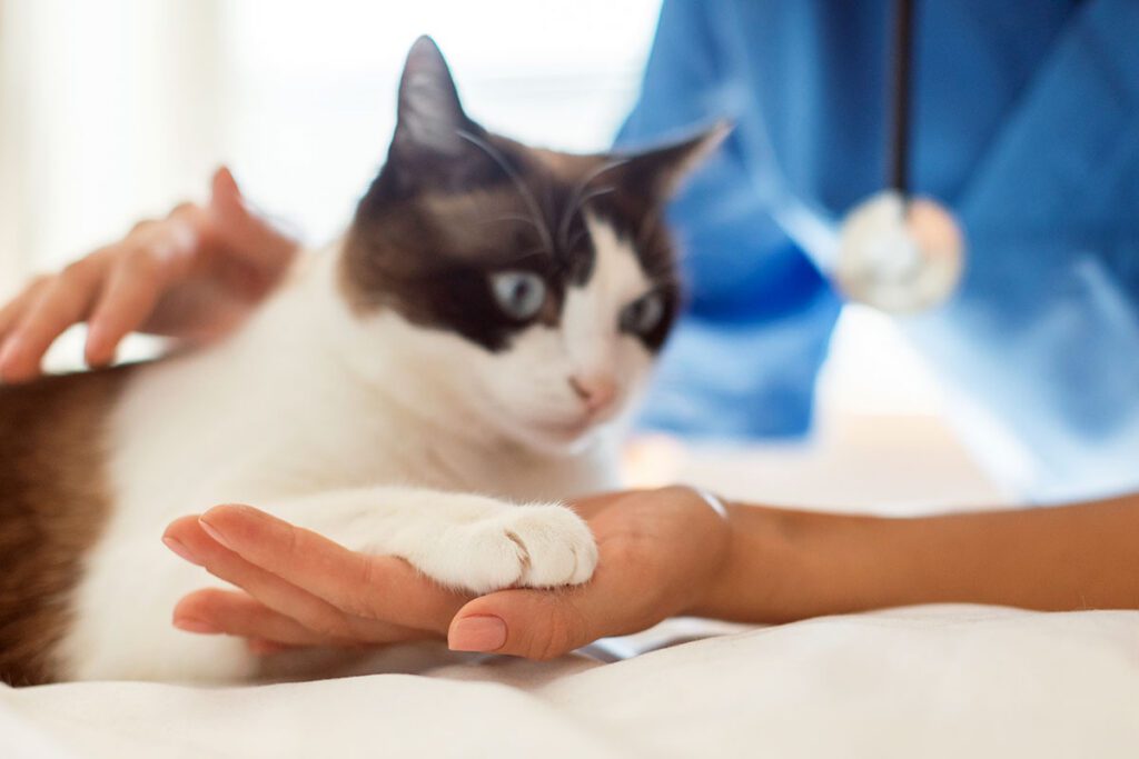 Cat Limping but Still Walking: What to Do - Main Street Veterinary Center
