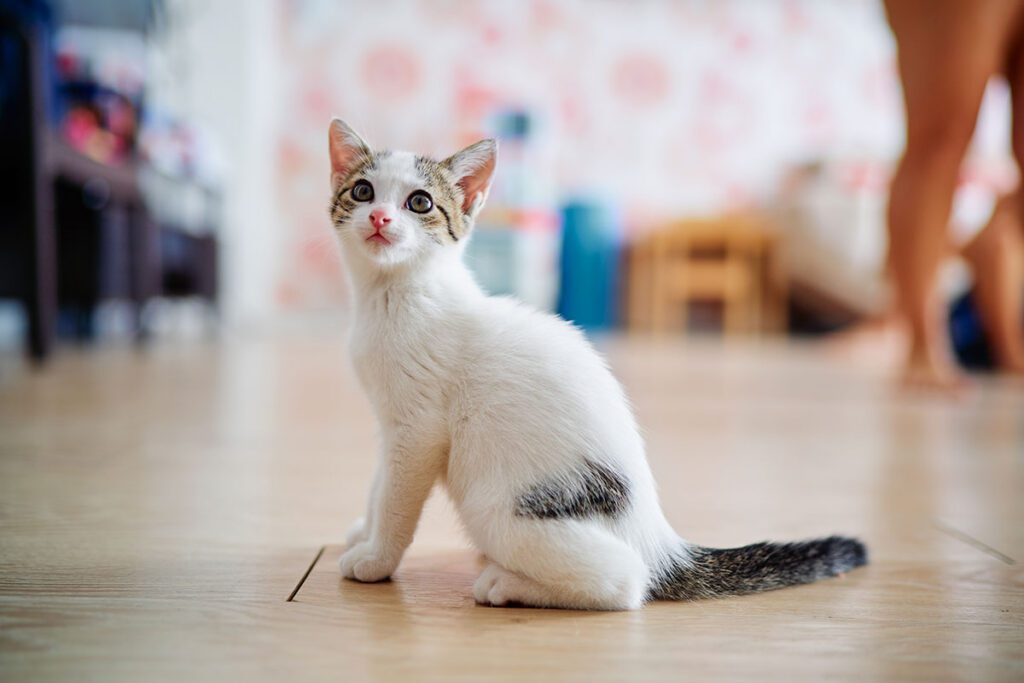 Cat Tail Pull Injury: How It Happens & Treatment - Main Street ...